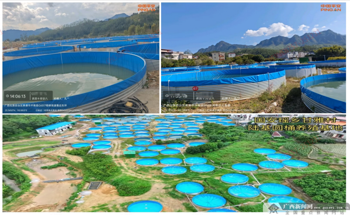 贵港首单淡水鱼保险落地 筑牢特色淡水养殖风险屏障-广西新闻网